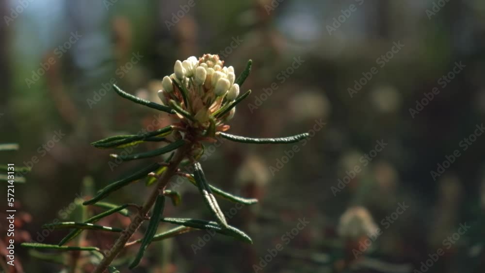 bud of a white rhododendron flower on top of a stem with green leaves ...