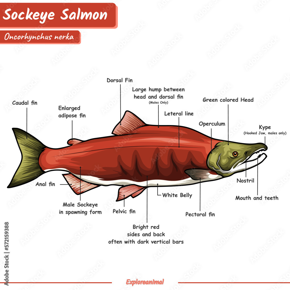 anatomy of a sockeye salmon Stock Vector | Adobe Stock
