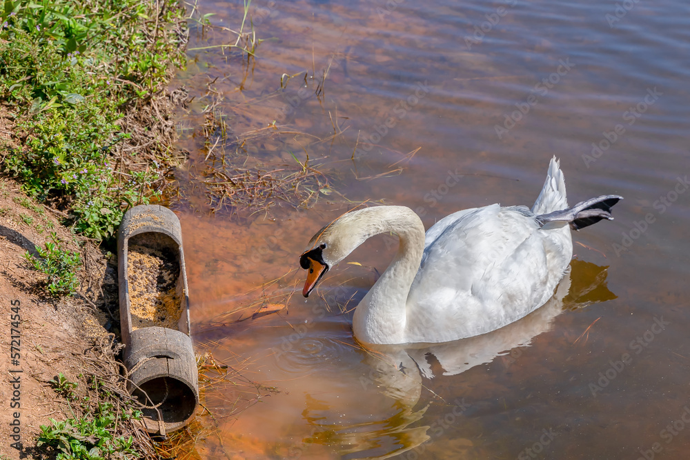 Mute swan (Cygnus olor) eats wheat from a bamboo container during ...