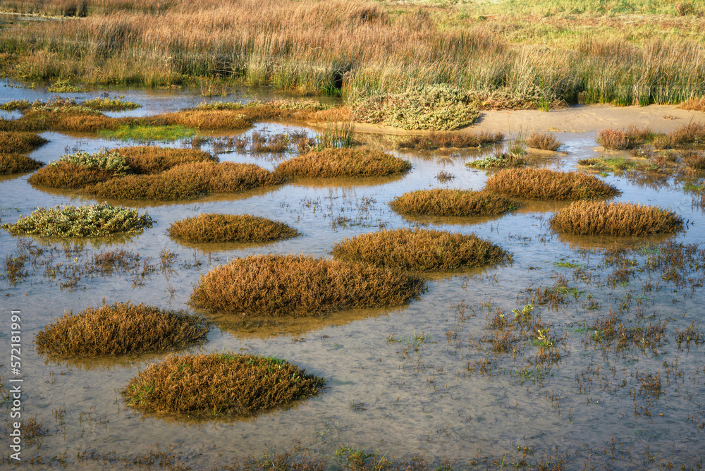 Intertidal plants form circular structures in a pool between the dunes ...