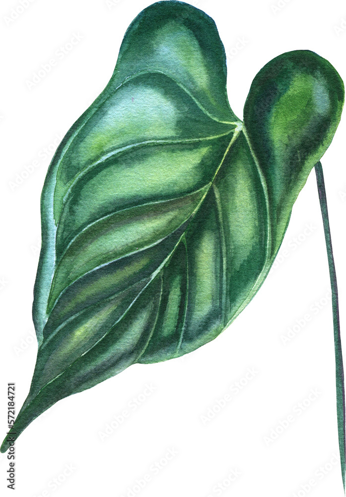 Anthurium leaf watercolor illustration. Hand drawn stem of tropical ...