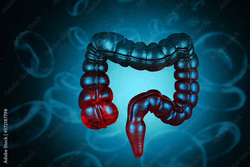 Anatomy of human colon, digestive system, Abdominal arteries system. 3d ...