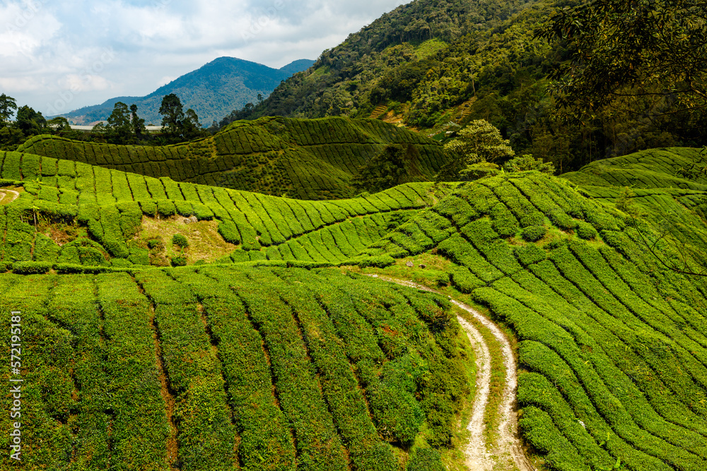 top vire of, the Cameron Highlands of Malaysia shows acres of terraced ...