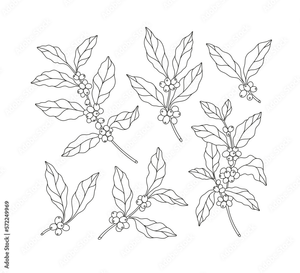 Hand-drawn line illustration set of coffee tree branches. Coffee beans ...