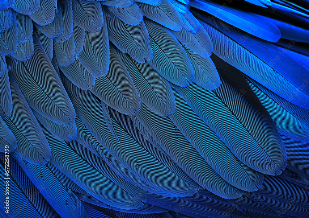 Parrot feathers Stock Photo | Adobe Stock