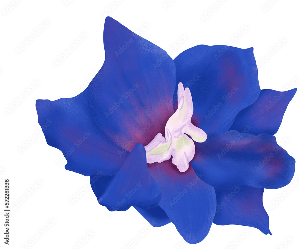 Larkspur Blue poisonous flower illustration Colorful procreate digital ...