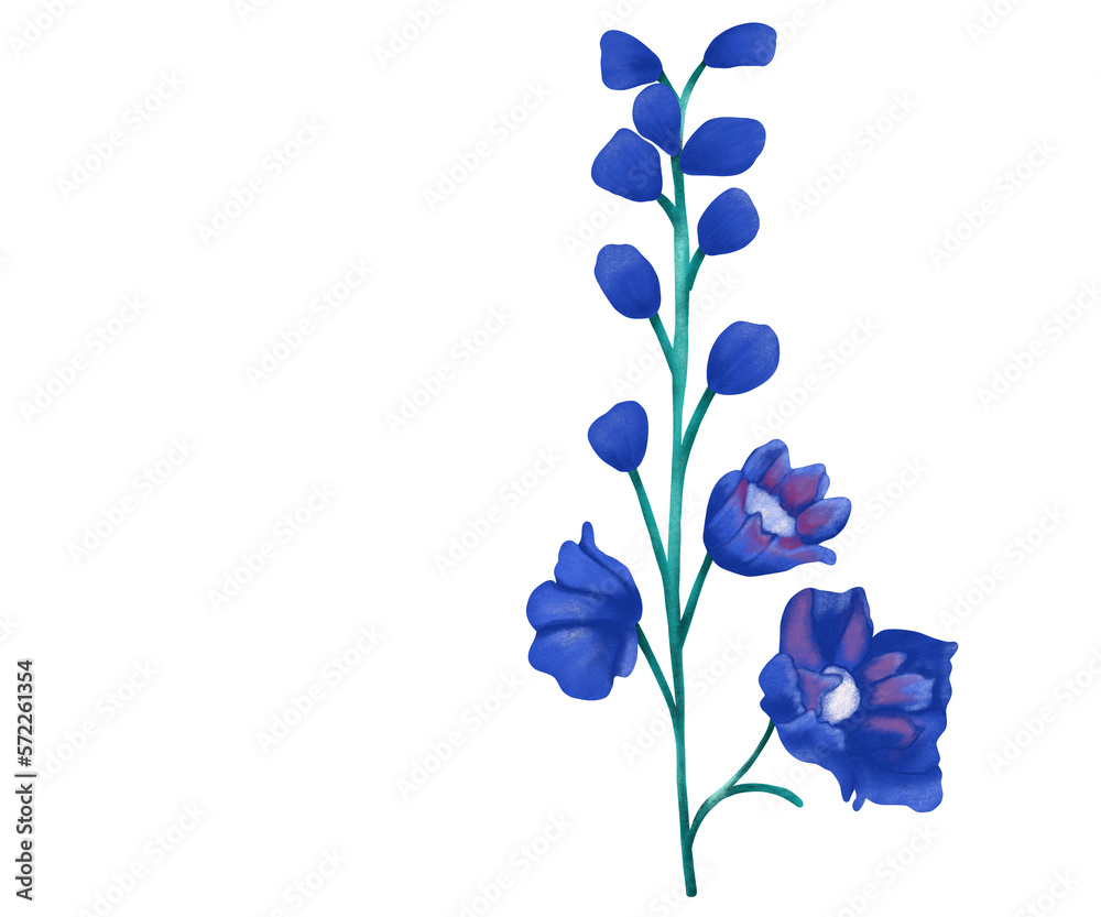 Larkspur Blue poisonous flower illustration Colorful procreate digital ...