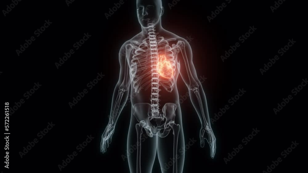 3D rendering Medical Animation of a Human Heart.X-ray of a Beating ...