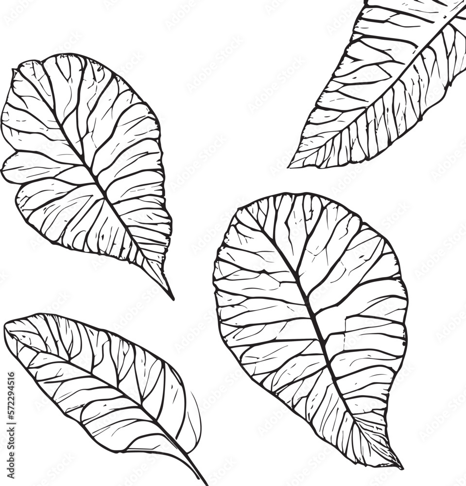 2D graphics of leaf images in outline style. Tropical tree leaves ...