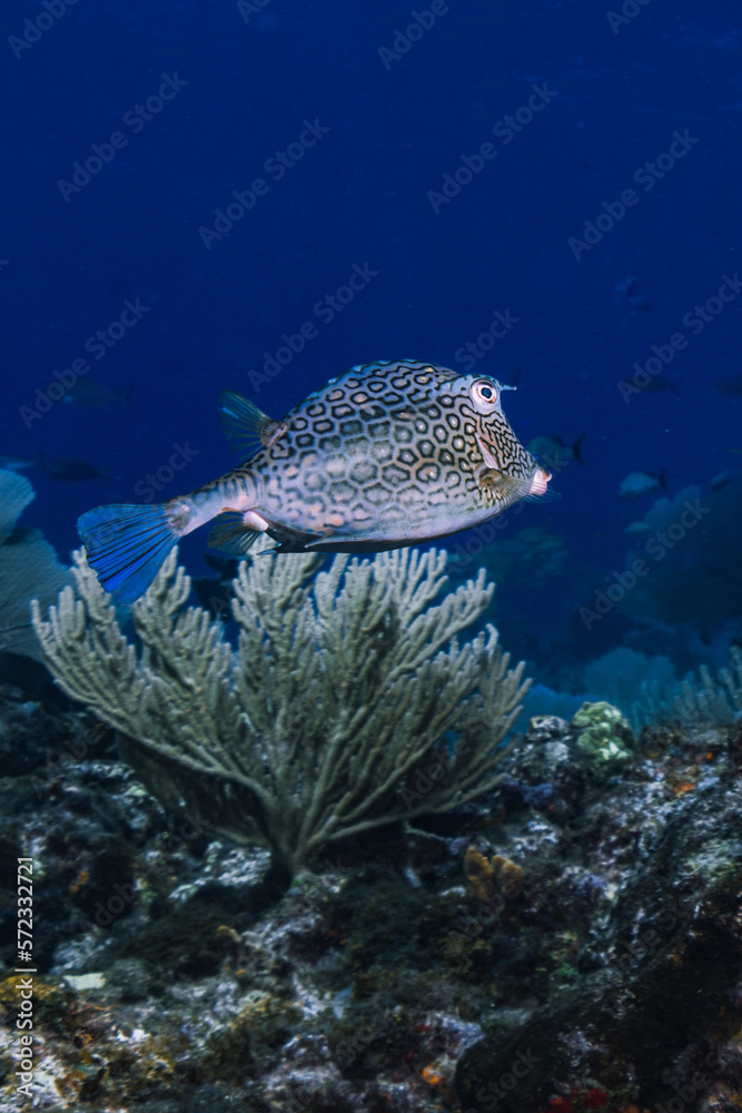 Honeycomb Cow Fish family of box fish at Caribbean sea Stock Photo ...