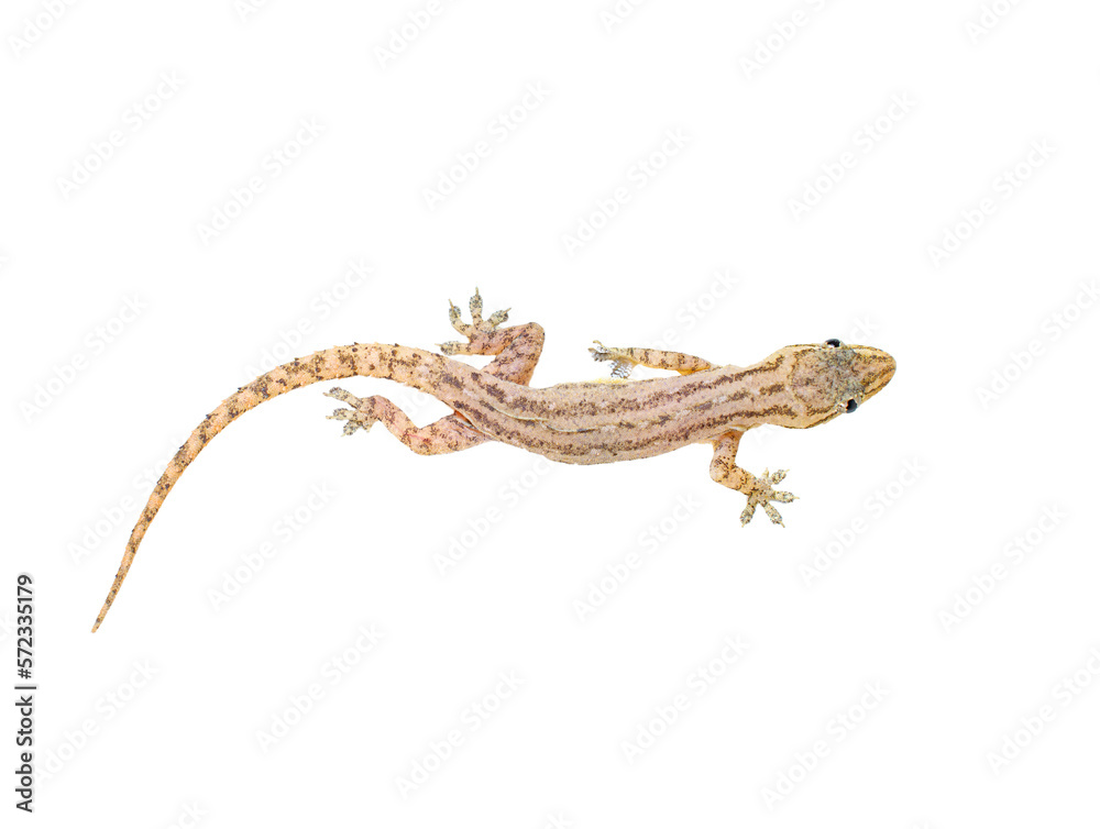 Transparent Lizard