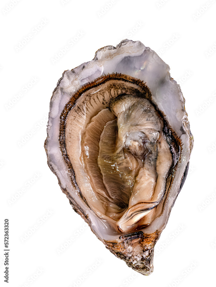 one half of an open fresh raw oyster. High resolution top view of the ...