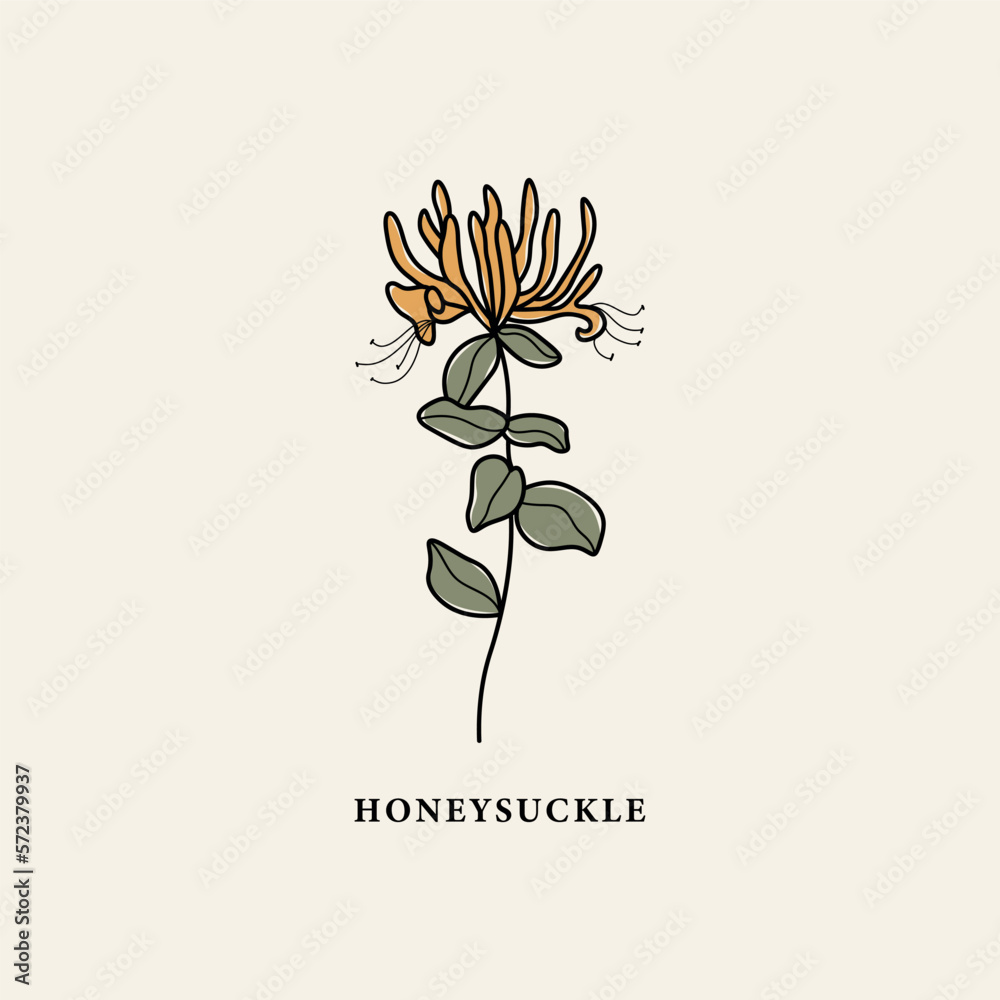 Honeysuckle Flower Line Drawing