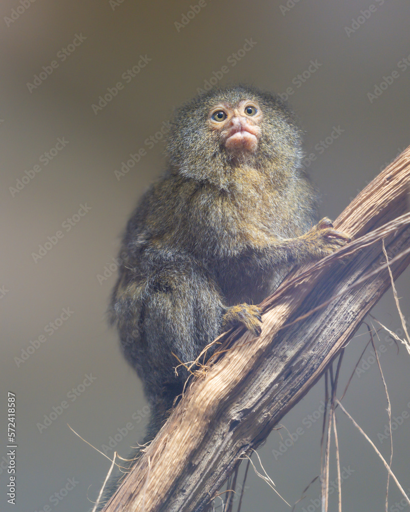 Pygmy Marmoset (Cebuella pygmaea), the smallest monkey in the world. They are known as the ...