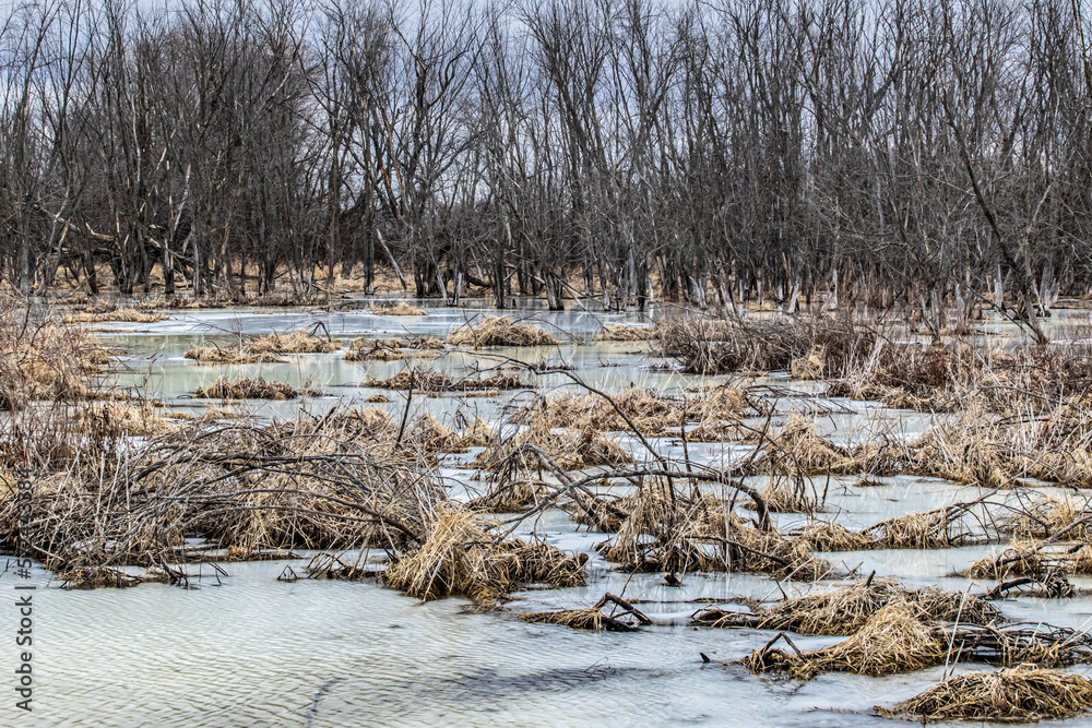 Wetlands and a wet forest covered in ice in the winter. Stock Photo ...
