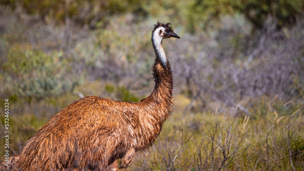 Beautiful impressive emu bird walking among australian bushes in ...