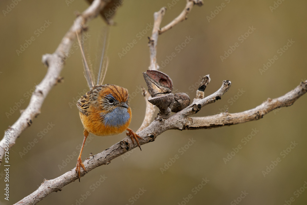 Southern Emu-wren - Stipiturus malachurus brown bird with long tail and ...