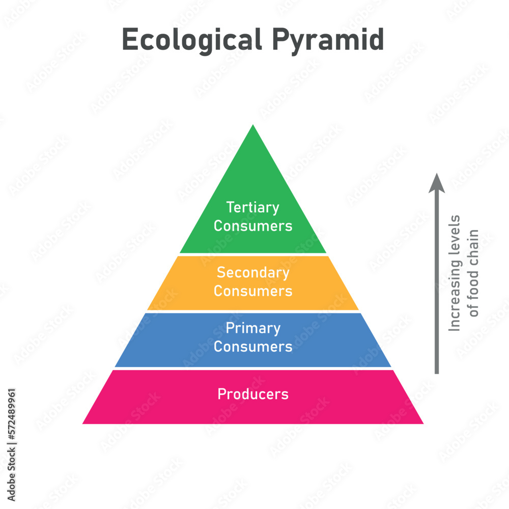 Ecological pyramid of energy diagram. Vector illustration isolated on ...