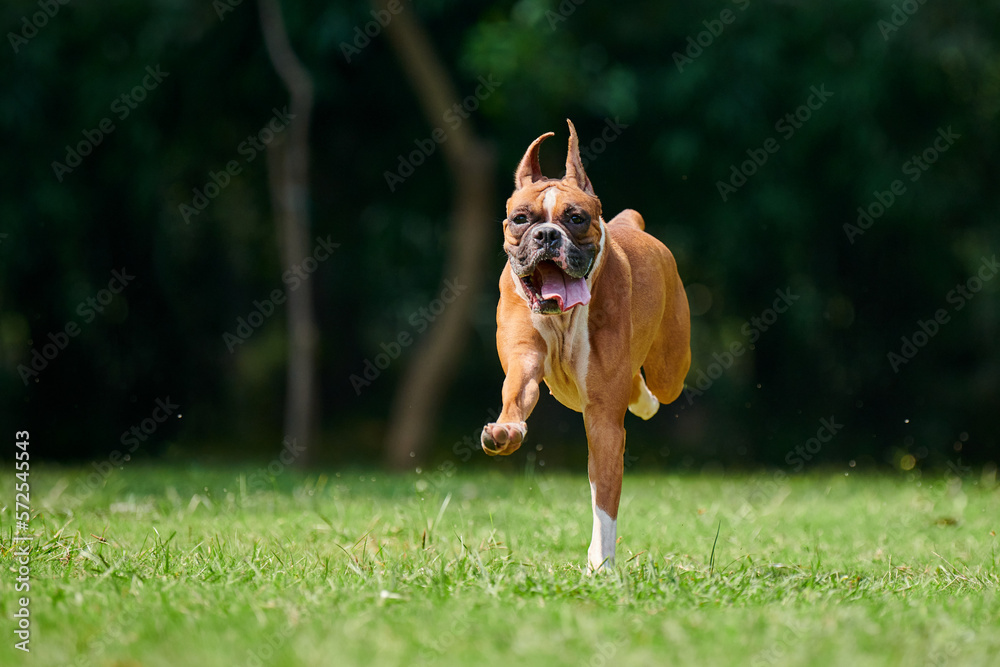 Boxer dog running and jumping on green grass summer lawn outdoor park ...