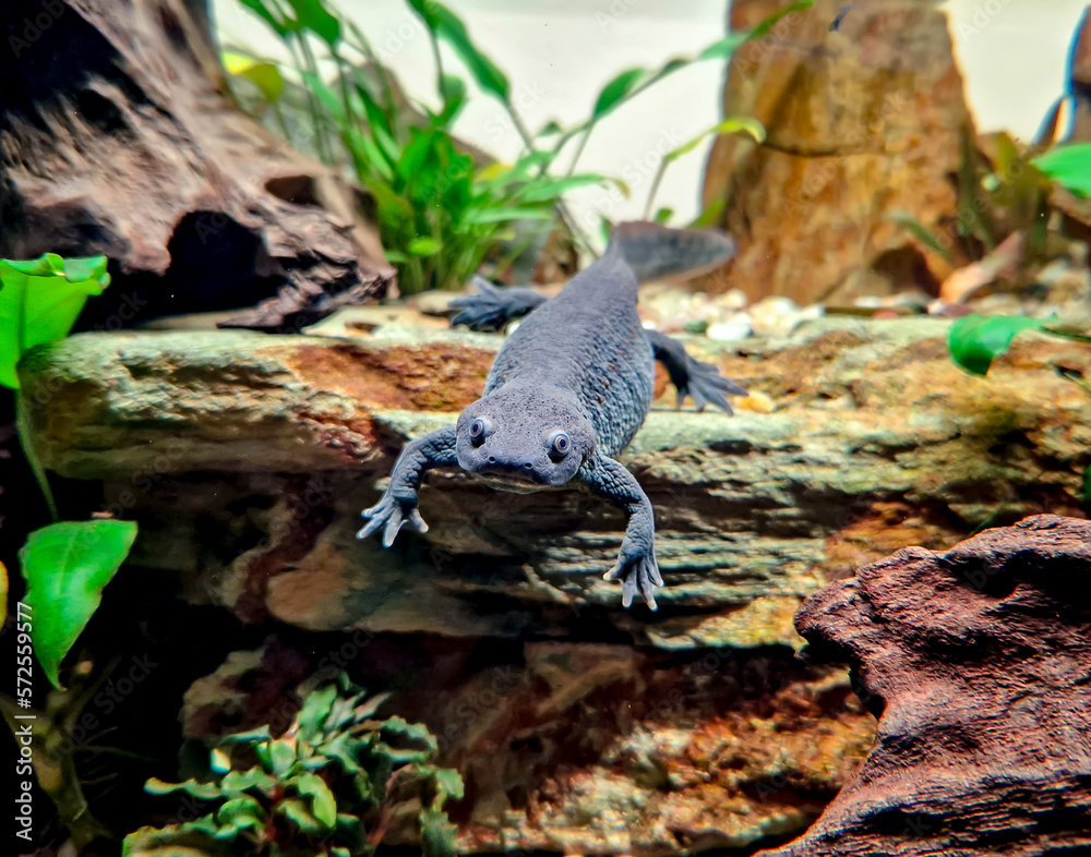 Pleourodeles waltl in the aquarium with sand and Anubias plants ...