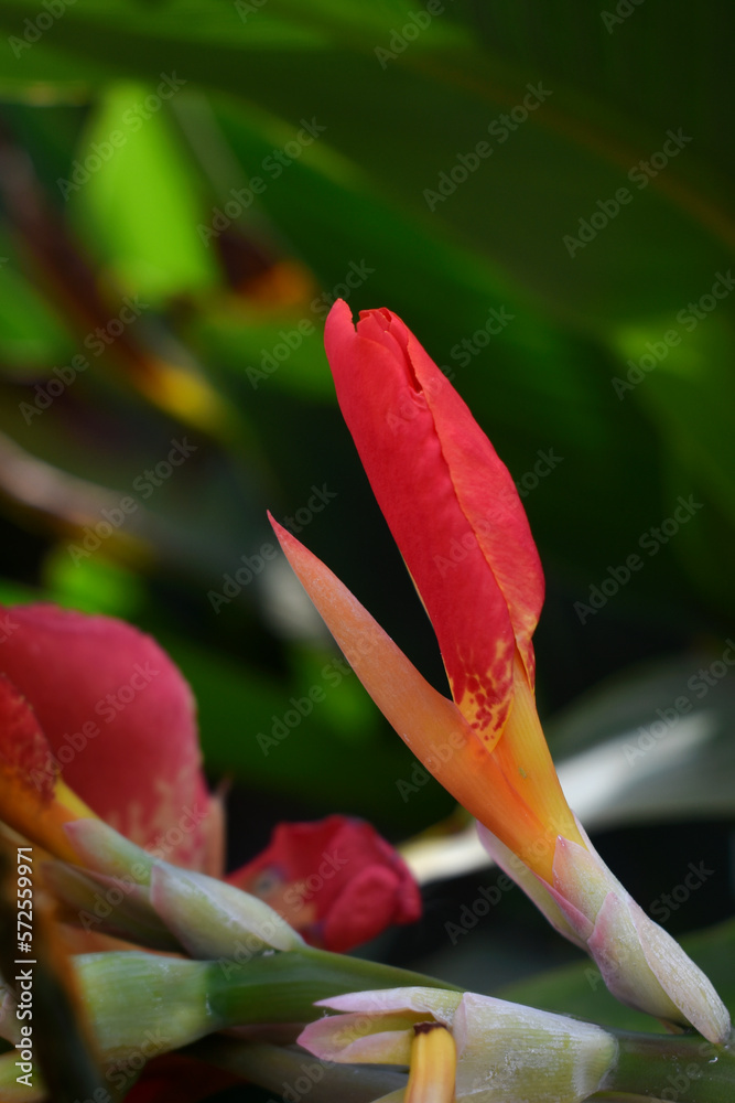 Canna coccinea,red flower,bonfire,high quality,close up,red petals ...