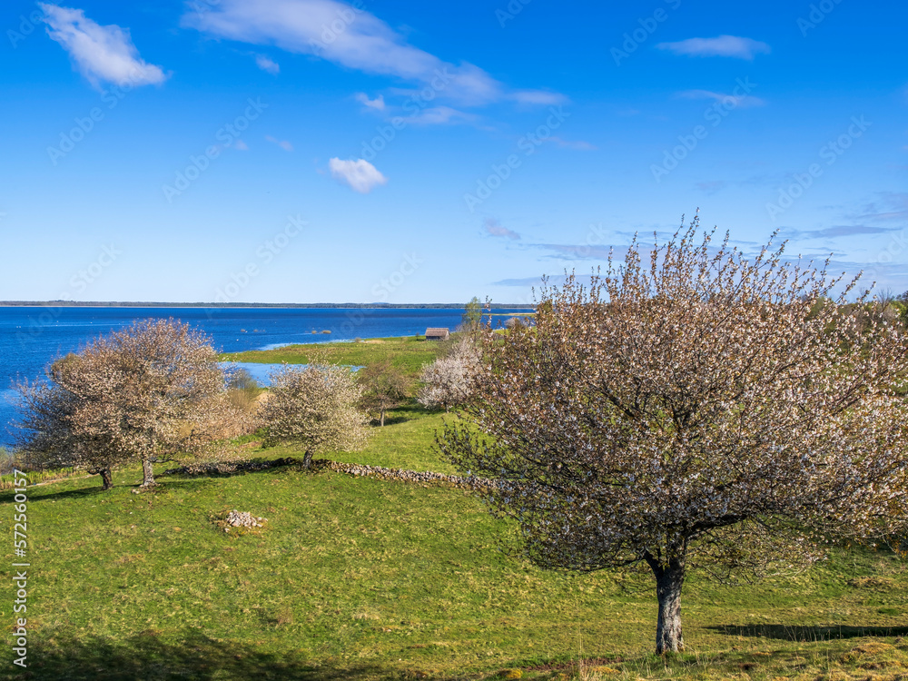 Beautiful spring landscape with flowering cherry trees on a meadow by a ...