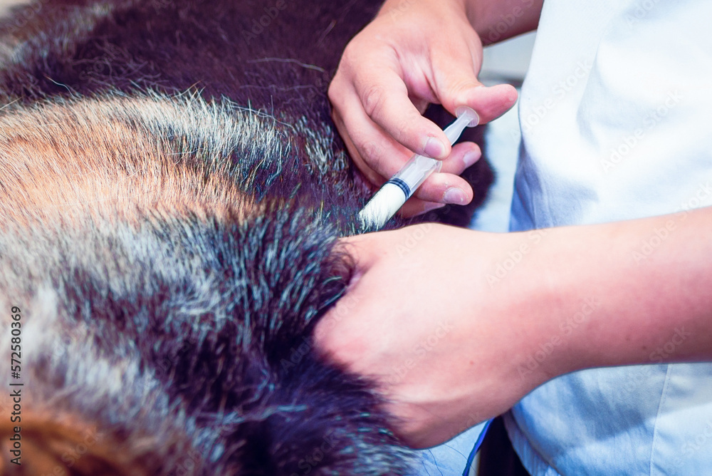 Fotka „Veterinarian doctor giving injection to dog in the clinic.The ...