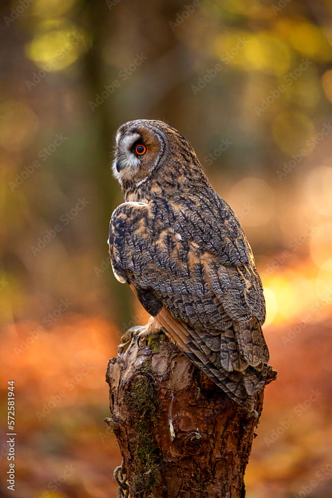 Long-eared owl (Asio otus) also known as the lesser horned owl or cat ...