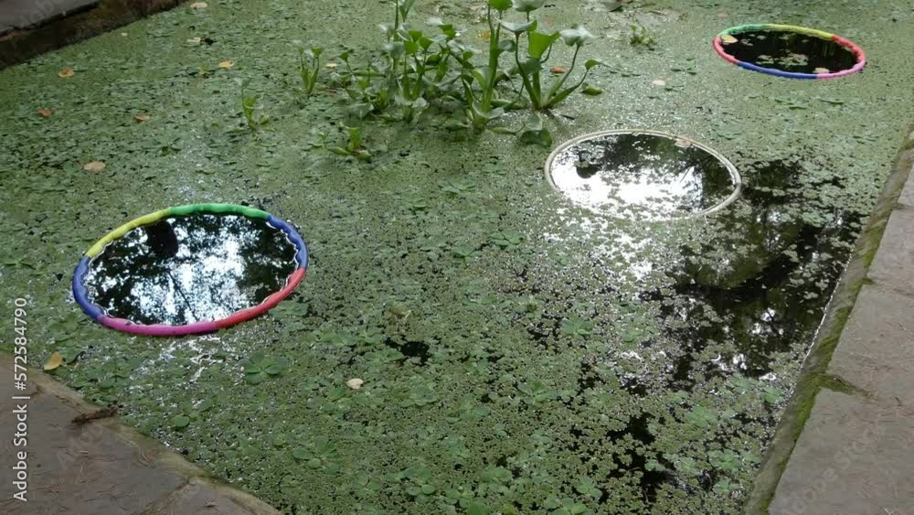 Small pool with duckweed, water lettuce, water hyacinth, and floating ...