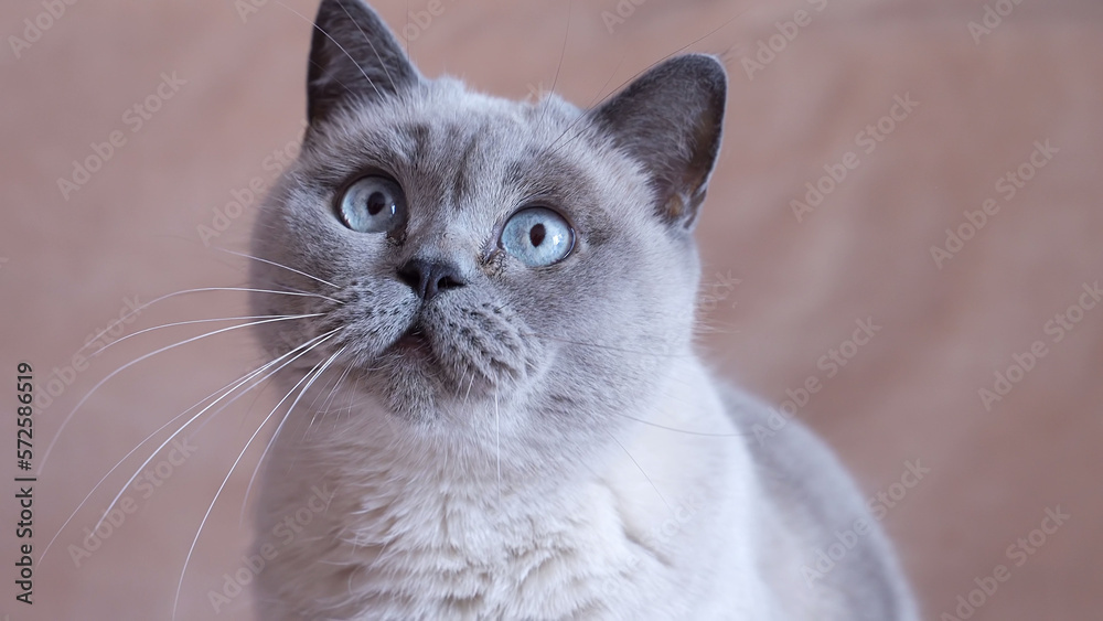 Cat turns his head , looks in different directions Stock Photo | Adobe ...