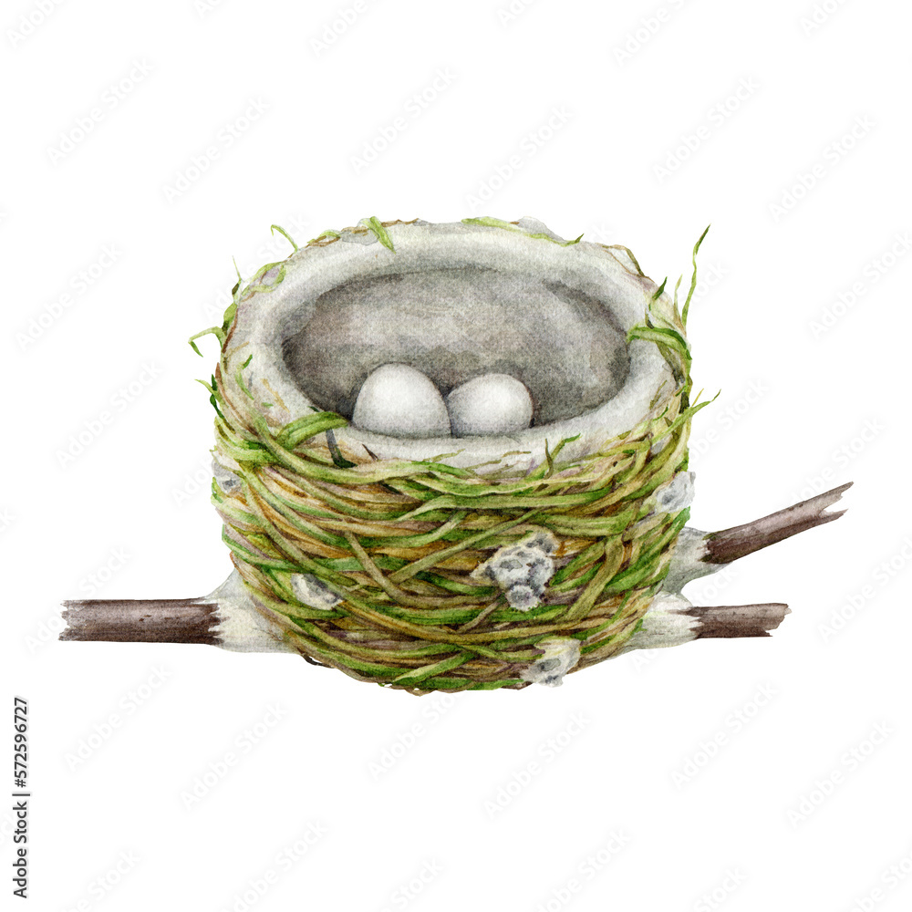 Hummingbird nest illustration. Hand drawn watercolor natural bird ...