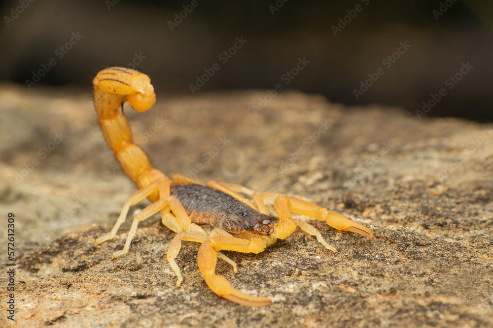 Indian red tailed scorpion, hottentota tamulus, Satara, Maharashtra ...