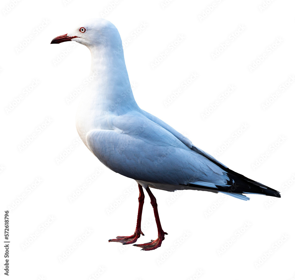 isolated silver gull with transparent background; australian marine ...