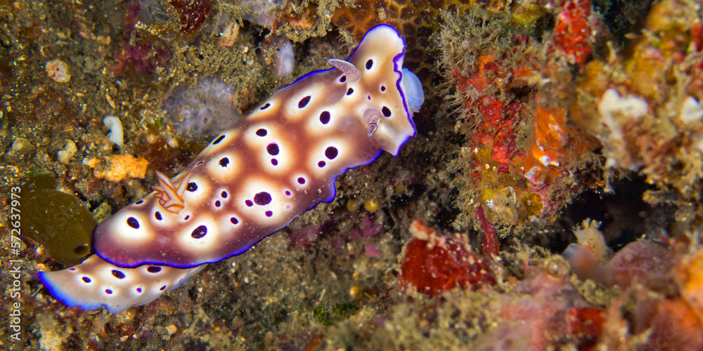 Sea Slug, Dorid Nudibranch, Tryon's Risbecia, Risbecia tryoni, Coral ...