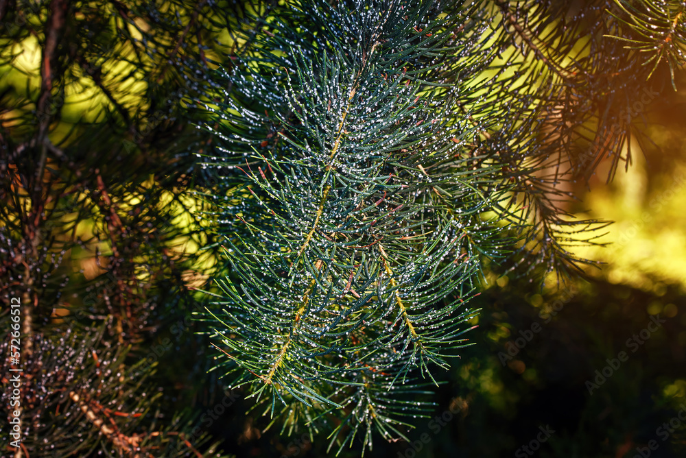 Pine brach with white woolly spots on green needles, sucking sap insect ...