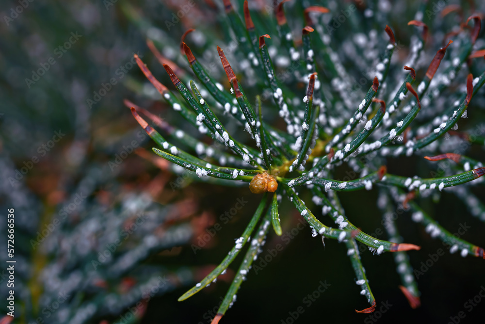 Pine tree disease. Conifer-killing insects attack coniferous tree ...