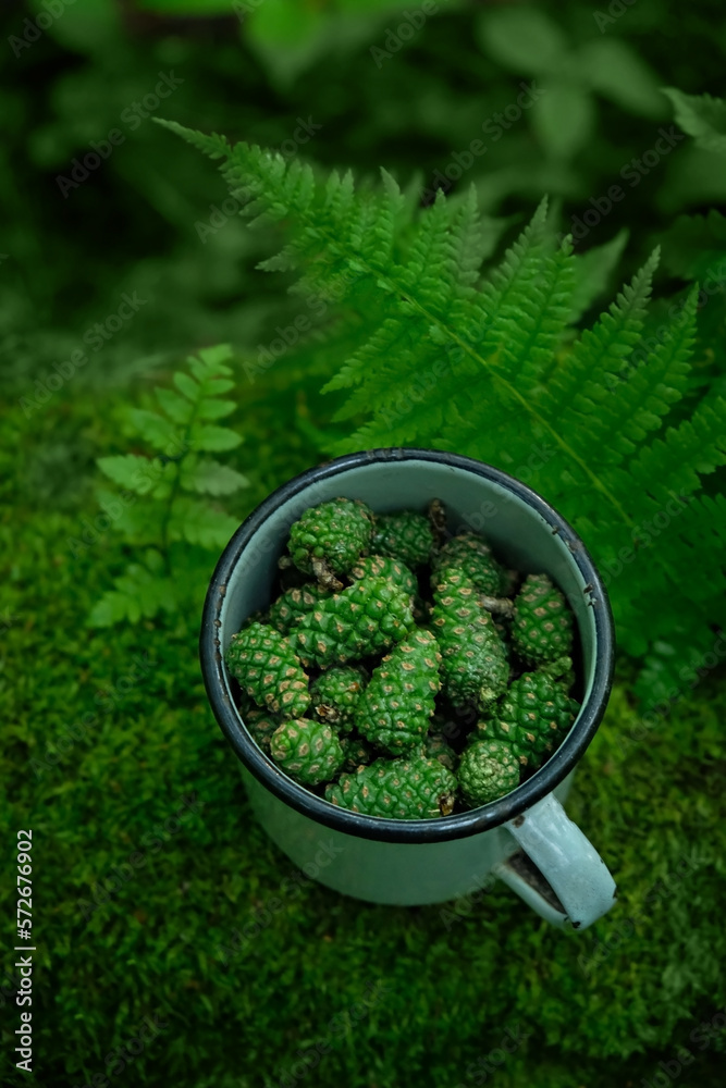 young green pine cones in cup in forest, dark natural blurred ...