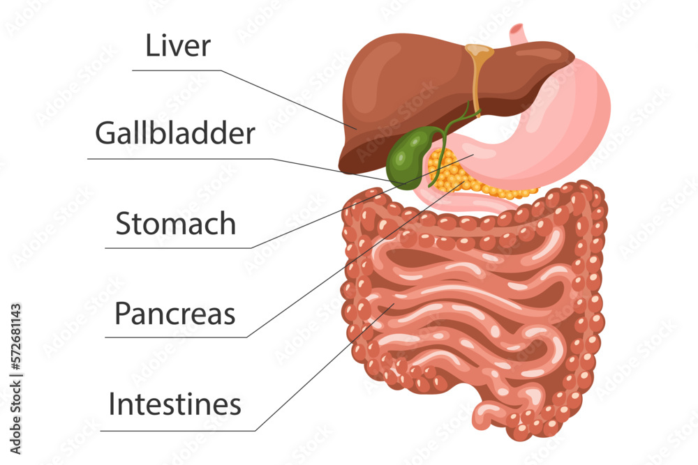 Human digestive system anatomy, infographics banner. Liver, stomach ...