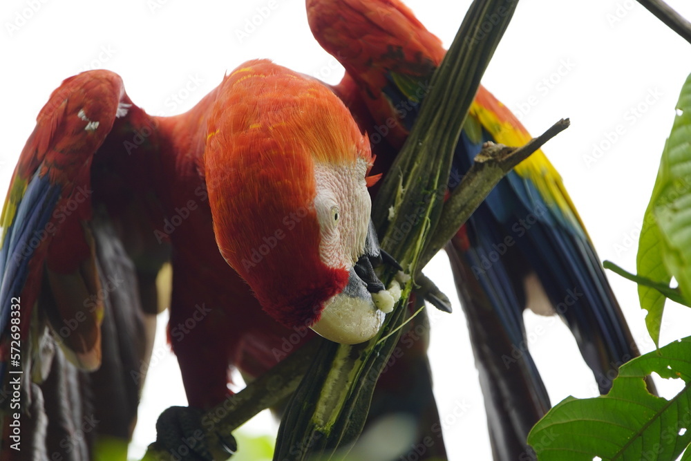 The red-and-green macaw (Ara chloropterus), is a large mostly-red macaw ...