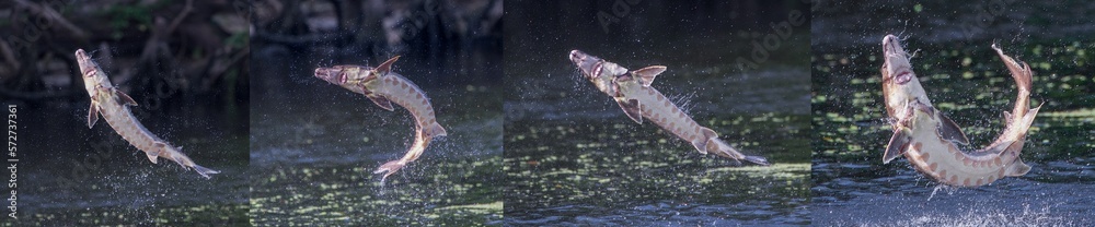 Foto de Wild Adult Gulf sturgeon - Acipenser oxyrinchus desotoi ...