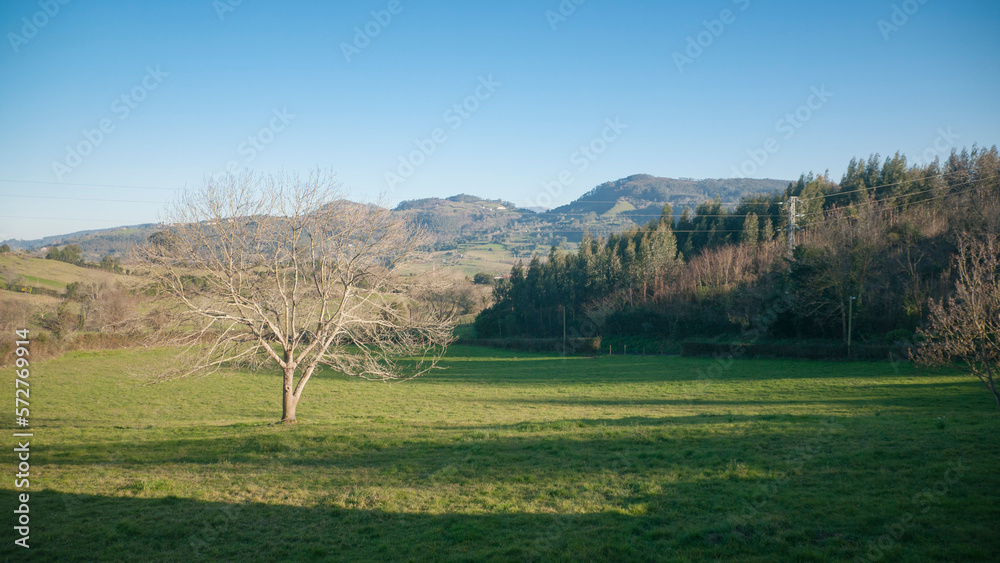 Arbol sin hojas enmedio de pradera en valle Stock Photo | Adobe Stock