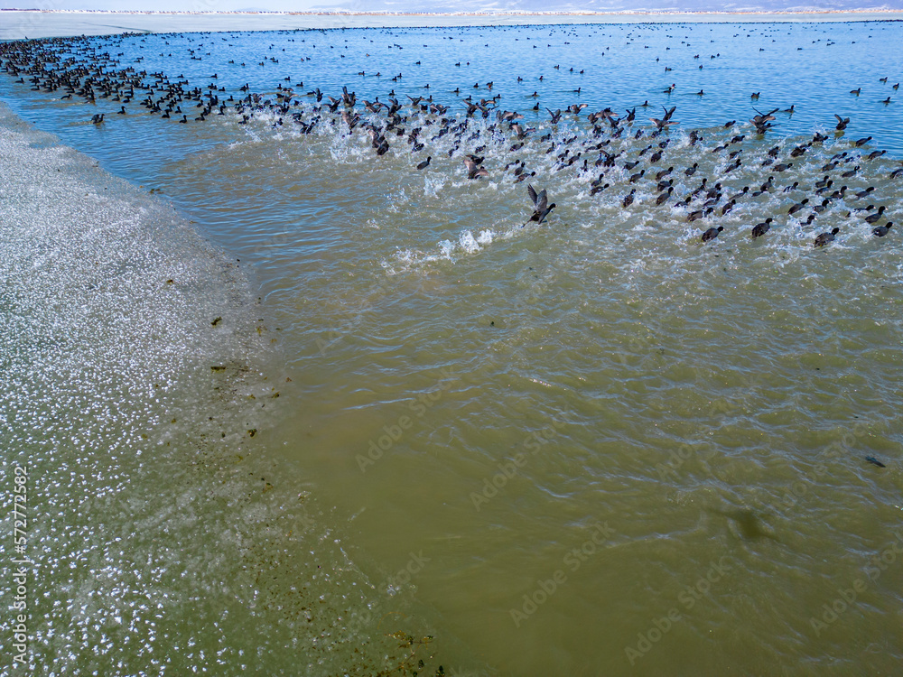 clumsy migratory birds running on water and their habitats Stock Photo ...
