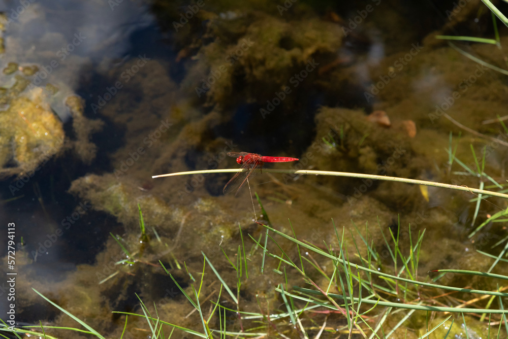 Toma detallada de una libélula roja en una rama en un entorno boscoso ...