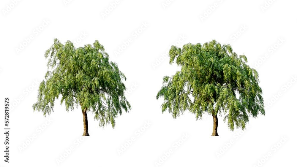 Vidéo Stock Growing trees on white background.3D animation growth grow ...