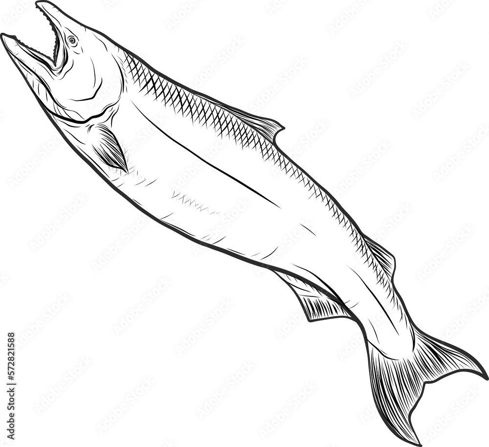 Salmon art highly detailed in line art style.Fish png by hand drawing ...