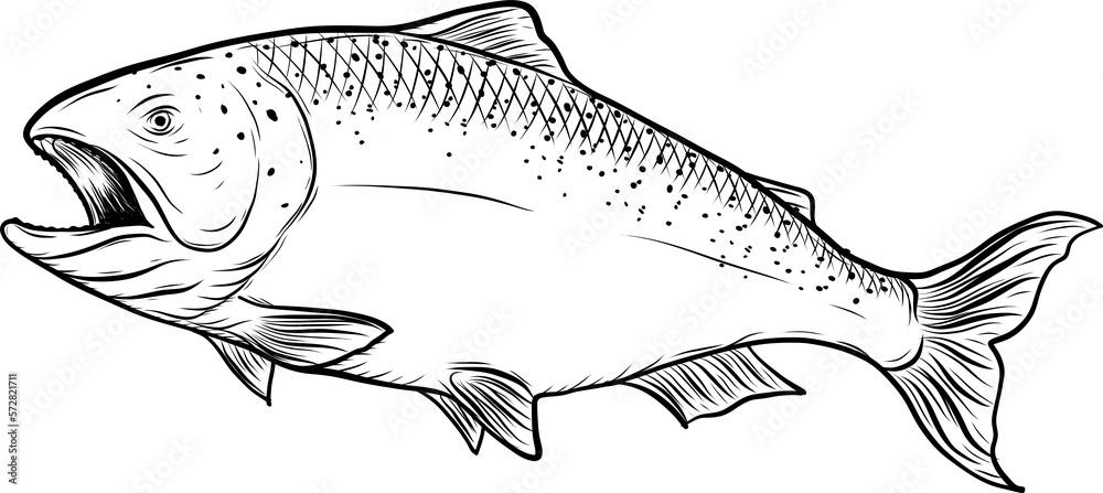 Salmon art highly detailed in line art style.Fish png by hand drawing ...