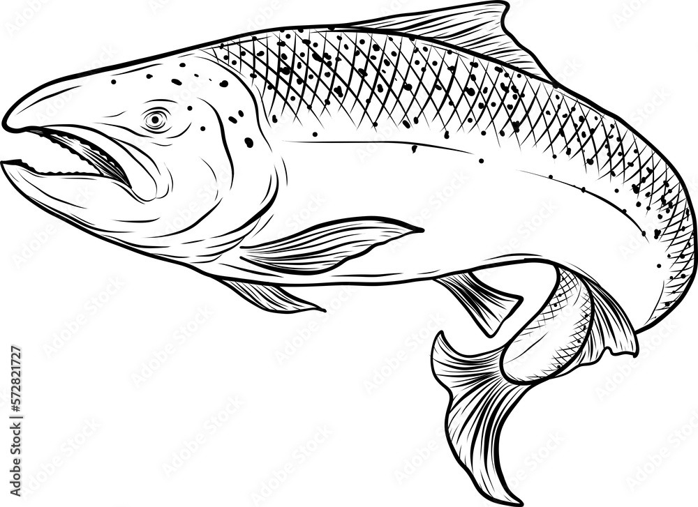 Salmon art highly detailed in line art style.Fish png by hand drawing ...