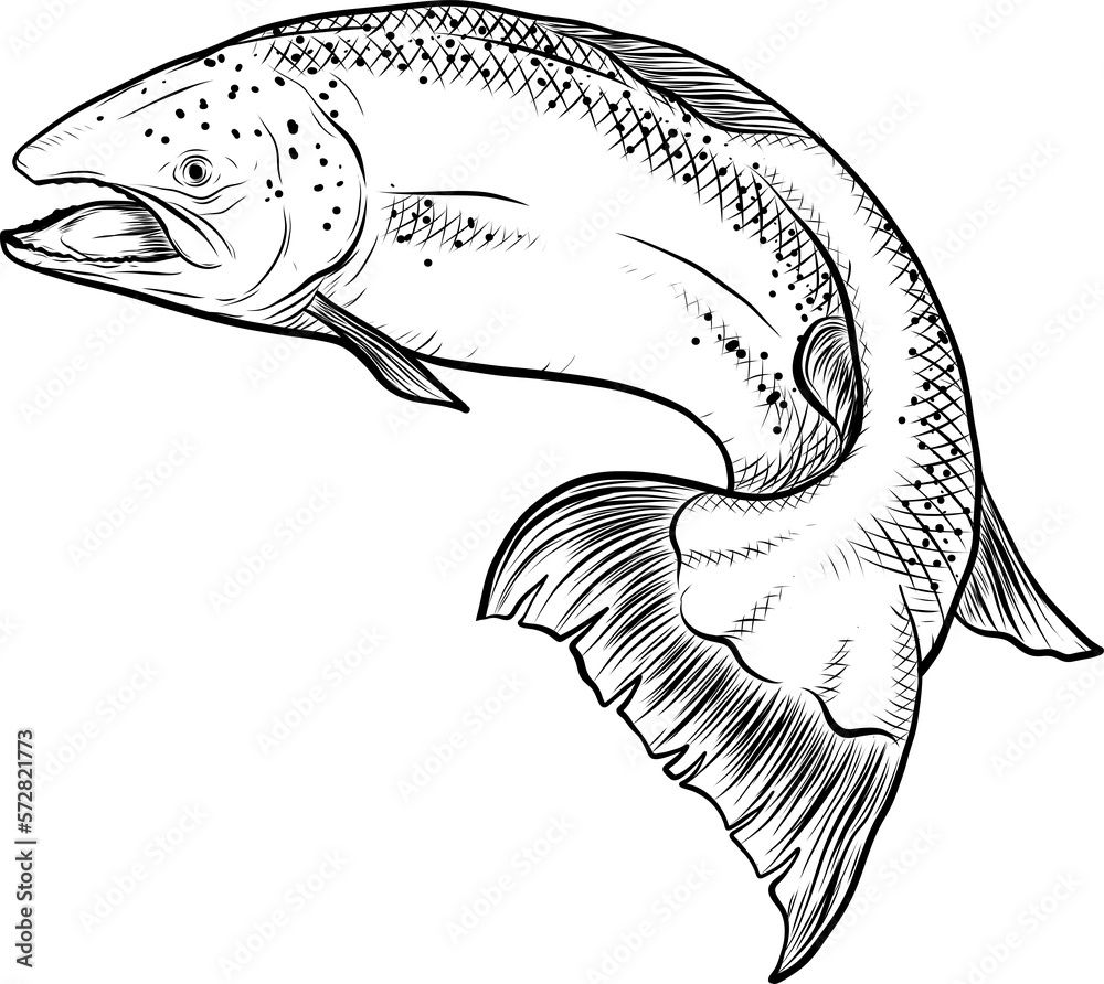 Salmon art highly detailed in line art style.Fish png by hand drawing ...