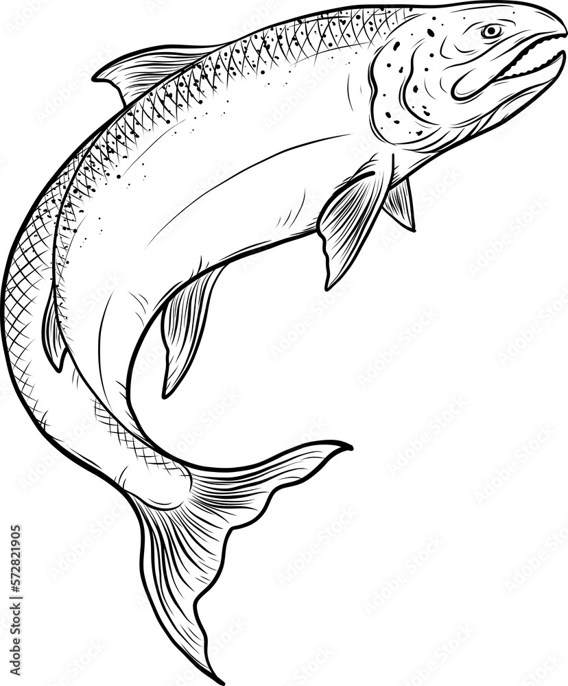Salmon art highly detailed in line art style.Fish png by hand drawing ...