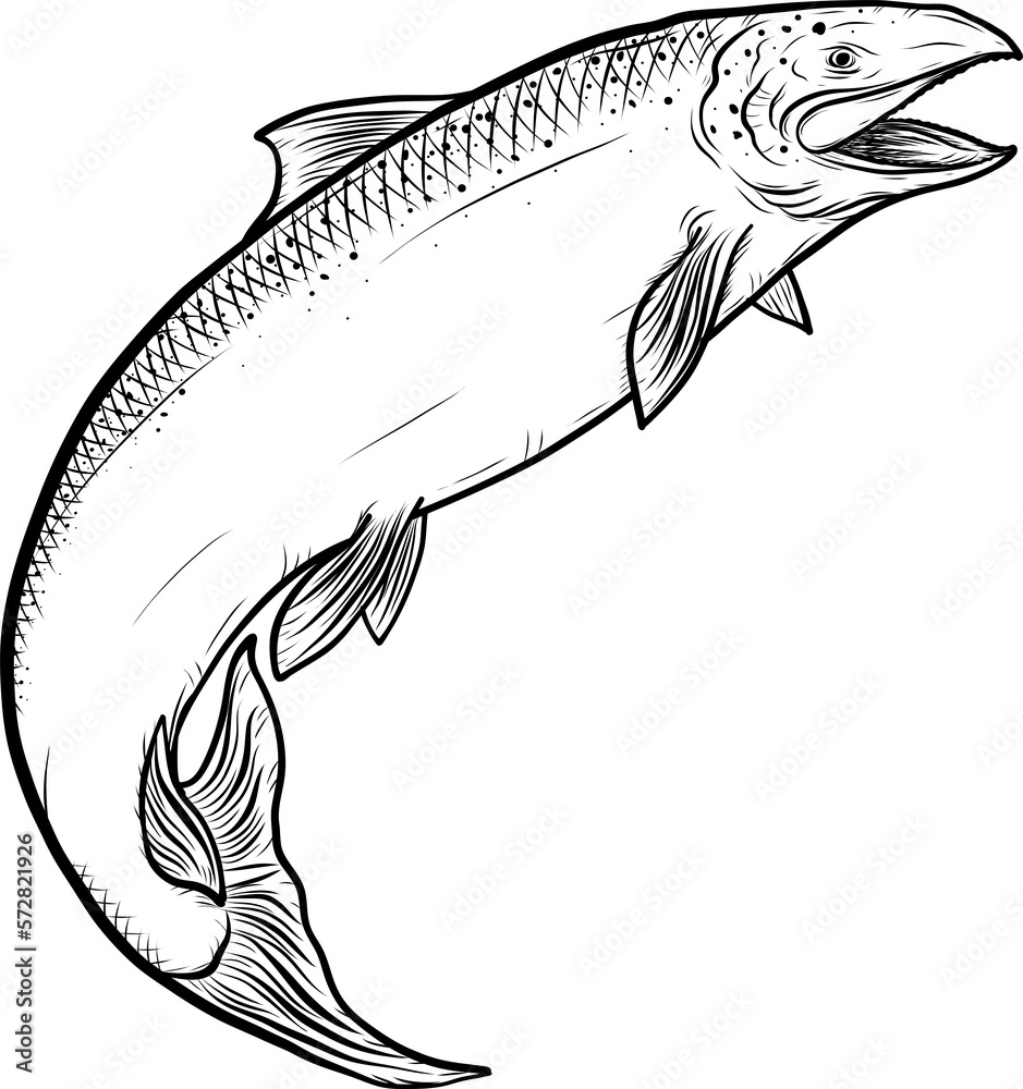 Salmon art highly detailed in line art style.Fish png by hand drawing ...